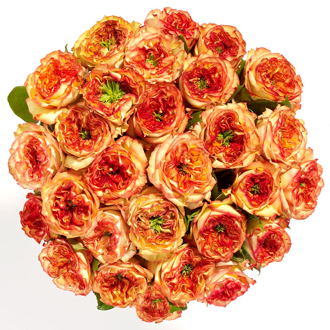 Großhandel – Rosen Ruland